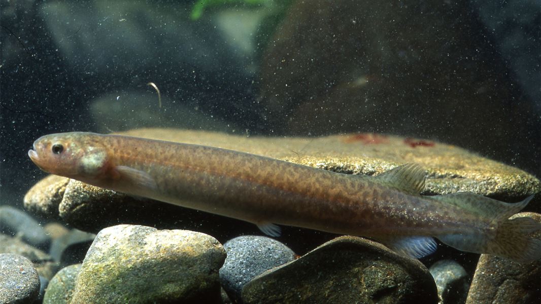 Indigenous Freshwater Fish Bill Passes: Media release 16 October 2019