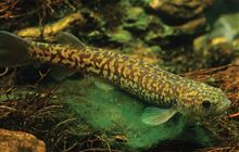 New Zealand freshwater fish: native animal conservation