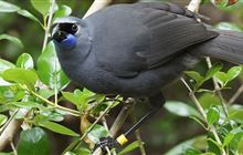 Mapara Wildlife Management Reserve: Places to go in the Waikato region