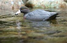 Blue duck/whio: Wetland and river birds