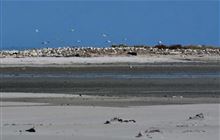 Ecology of the Whanganui Inlet: Estuaries