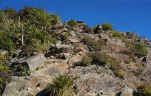 Wharauroa Track: Pirongia Forest Park, Waikato