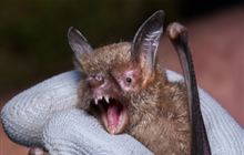New Zealand bats/pekapeka: Native animal conservation