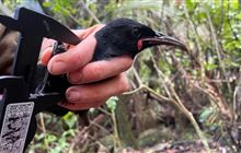 Translocation: moving animals and plants