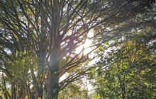 Pukenui Forest Loop: Pukenui forest tracks