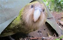Kākāpō: New Zealand native land birds