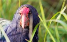 Takahē: NZ native land birds