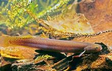 Seasonal search for the secretive black mudfish: media release 29 ...