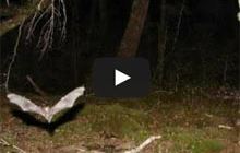 New Zealand short-tailed bats: Native animal conservation
