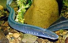 New Zealand freshwater fish: native animal conservation