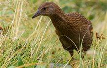 Translocation: moving animals and plants