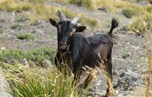 National Wild Goat Hunting Competition