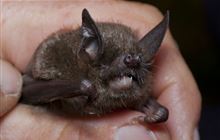 New Zealand short-tailed bats: Native animal conservation