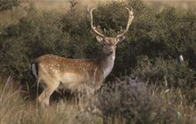 Wild deer hunting: What to hunt