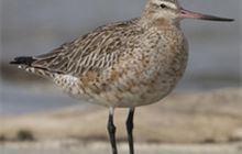 Eastern bar-tailed godwit/kuaka