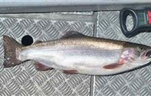 Creel Survey data: Taupō Fishery Science