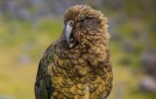 Kea: New Zealand native land birds