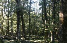 Snowdon Forest, Mount Prospect, Margin Forest Conservation Areas ...