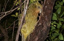 Kākāpō: New Zealand native land birds
