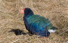 Takahē: land birds