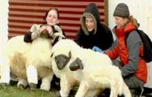 History and culture: Mana Island Scientific Reserve: