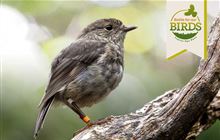 New Zealand bats/pekapeka: Native animal conservation