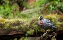 Blue duck/whio: Wetland and river birds