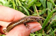 Rare skinks return to southern home: Media release 14 April 2023