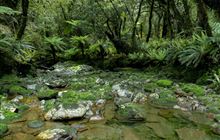 Maori Saddle Hut: Haast, Paringa & Moeraki Rivers area, West Coast region