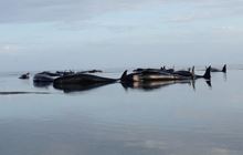 Marine mammals: New Zealand native animals