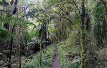 Hauhungaroa Hut: Pureora Forest Park, Waikato region